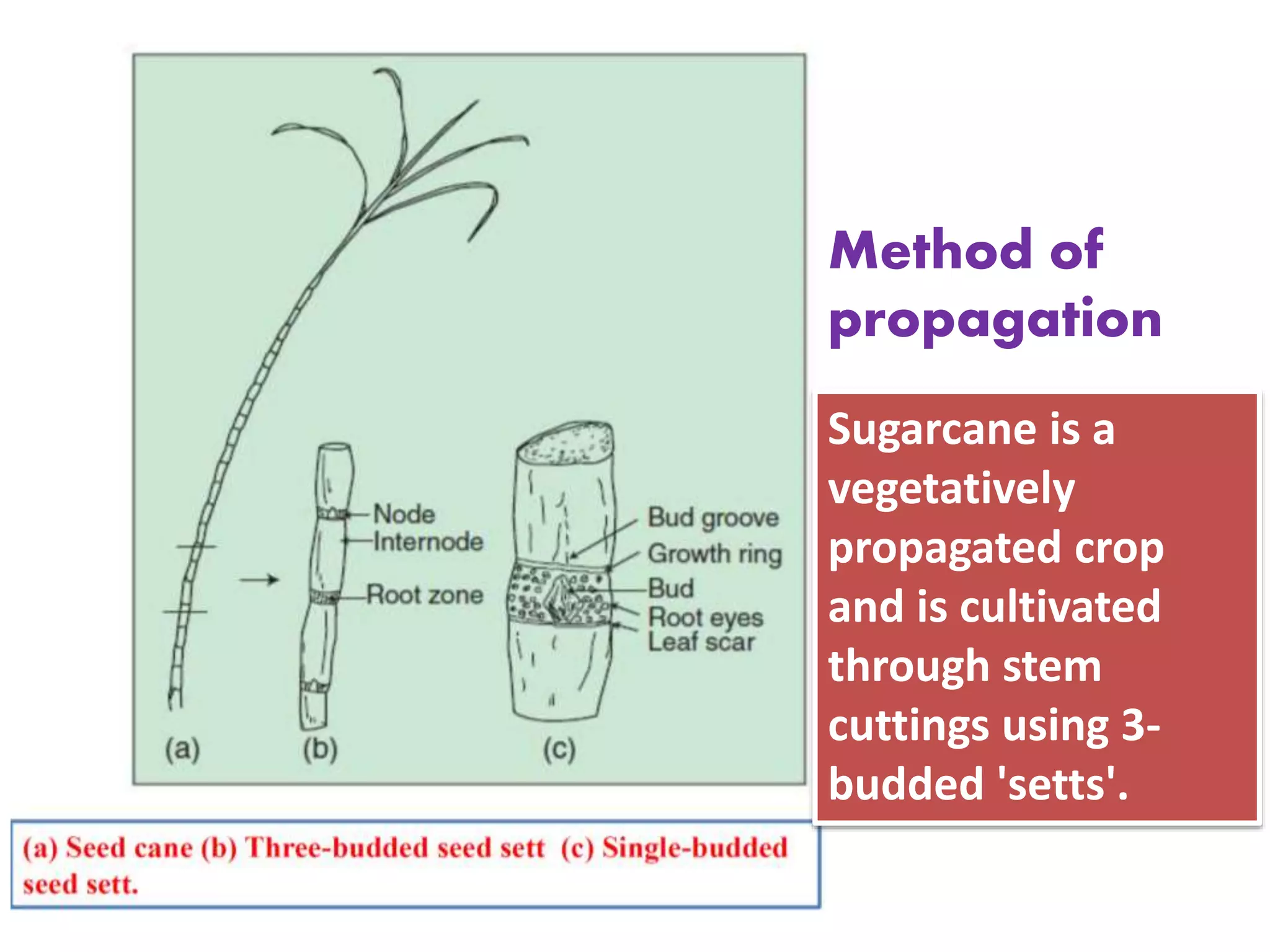 sugarcane | PPT