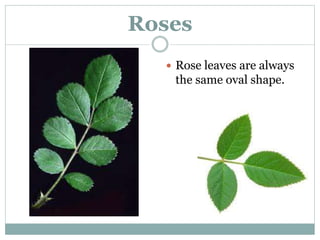 The appearance of plants | PPTX