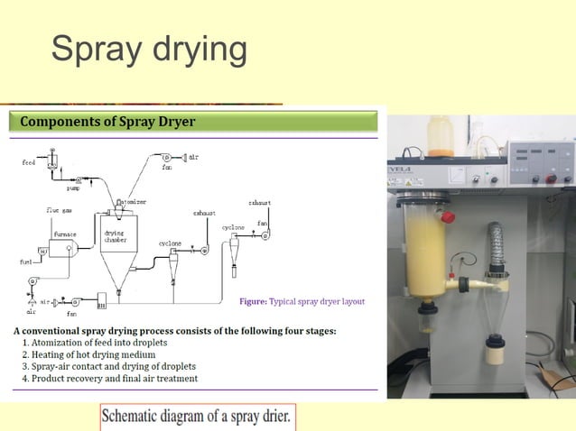 Drying of Fruits and Vegetables | PPT | Chemistry | Science