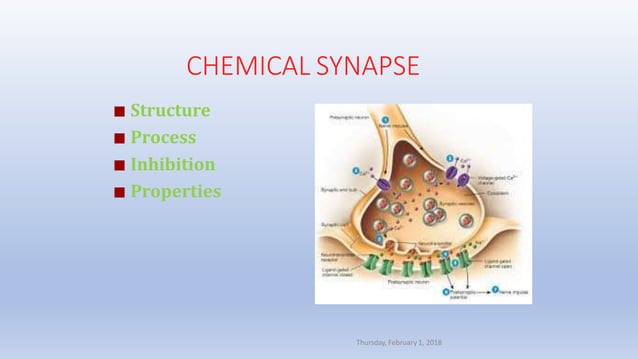 Synapses and Nerotransmitters.pptx | Brain and Nervous System Disorders | Diseases and Conditions