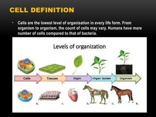 L4.pptx classification of cells presentation | PPTX