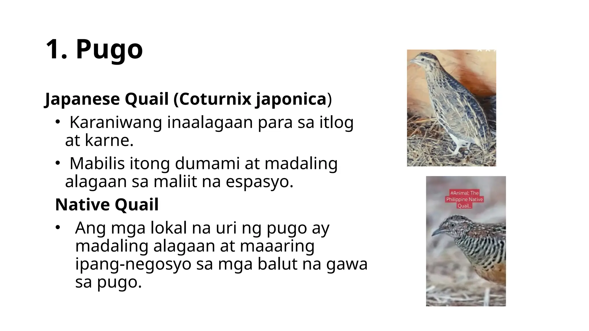 L4-Karaniwang uri at lahi ng poultry animals na.pptx
