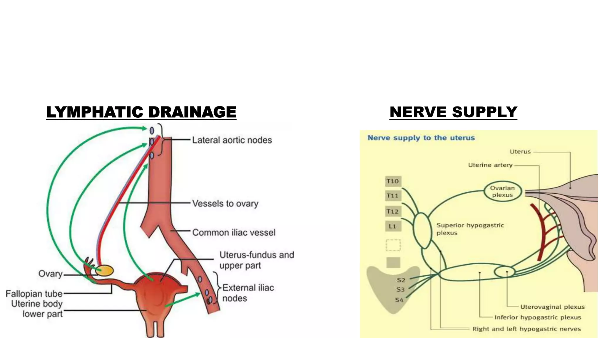 L4- PELVIC CAVITY PART 2-1.pptx