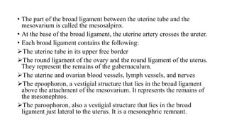 L4- PELVIC CAVITY PART 2-1.pptx