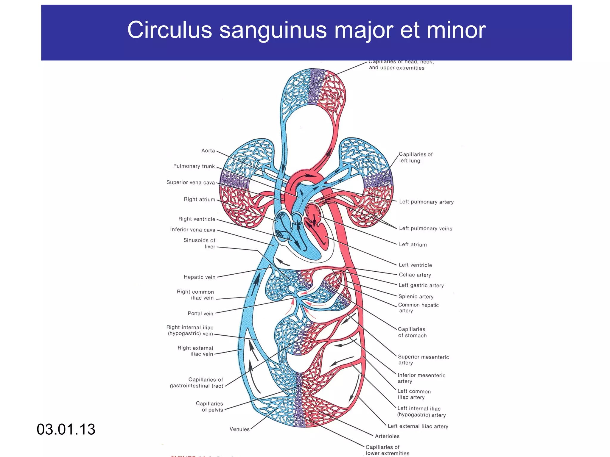 L4 scv cor et pericardium | PPT