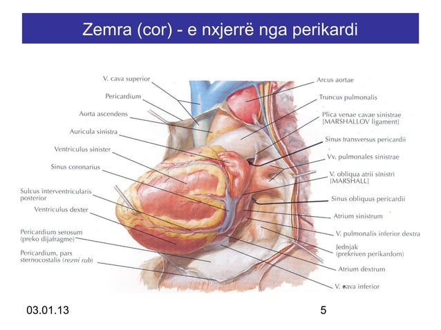 L4 scv cor et pericardium | PPT