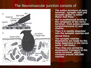 L4+5 -Muscle_Contraction_(Dr_taha) and nmj medical.2020.ppt