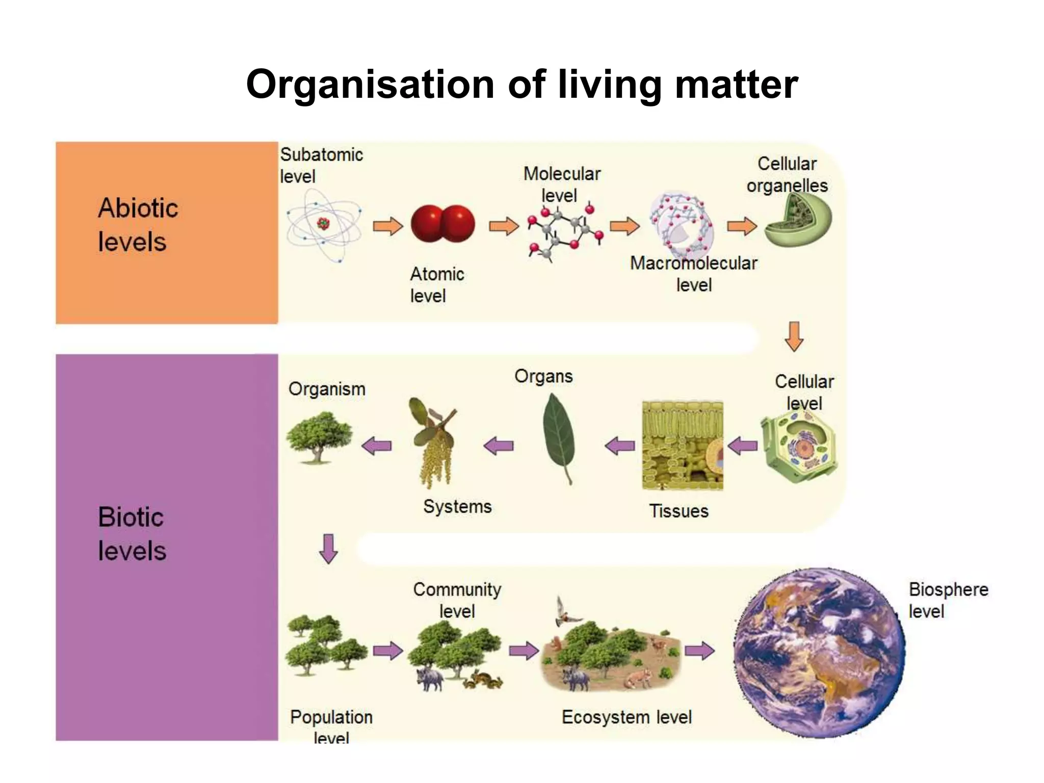 Unit 1. The organisation of the human body. | PPTX