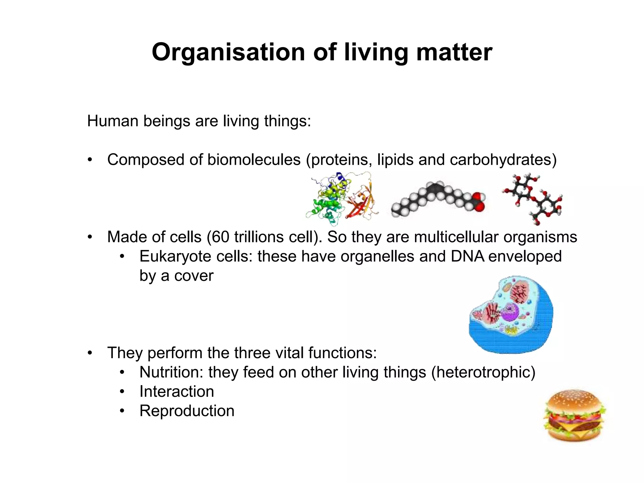 Unit 1. The organisation of the human body. | PPTX