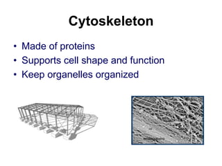 Unit 1. The organisation of the human body. | PPTX
