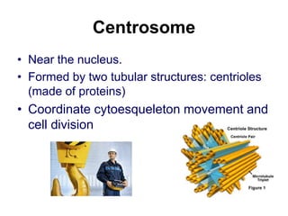 Unit 1. The organisation of the human body. | PPTX