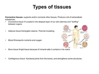 Unit 1. The organisation of the human body. | PPTX