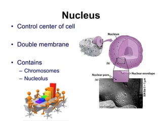 Unit 1. The organisation of the human body. | PPTX