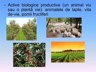 Structuri patrimoniale de activ | PPTX