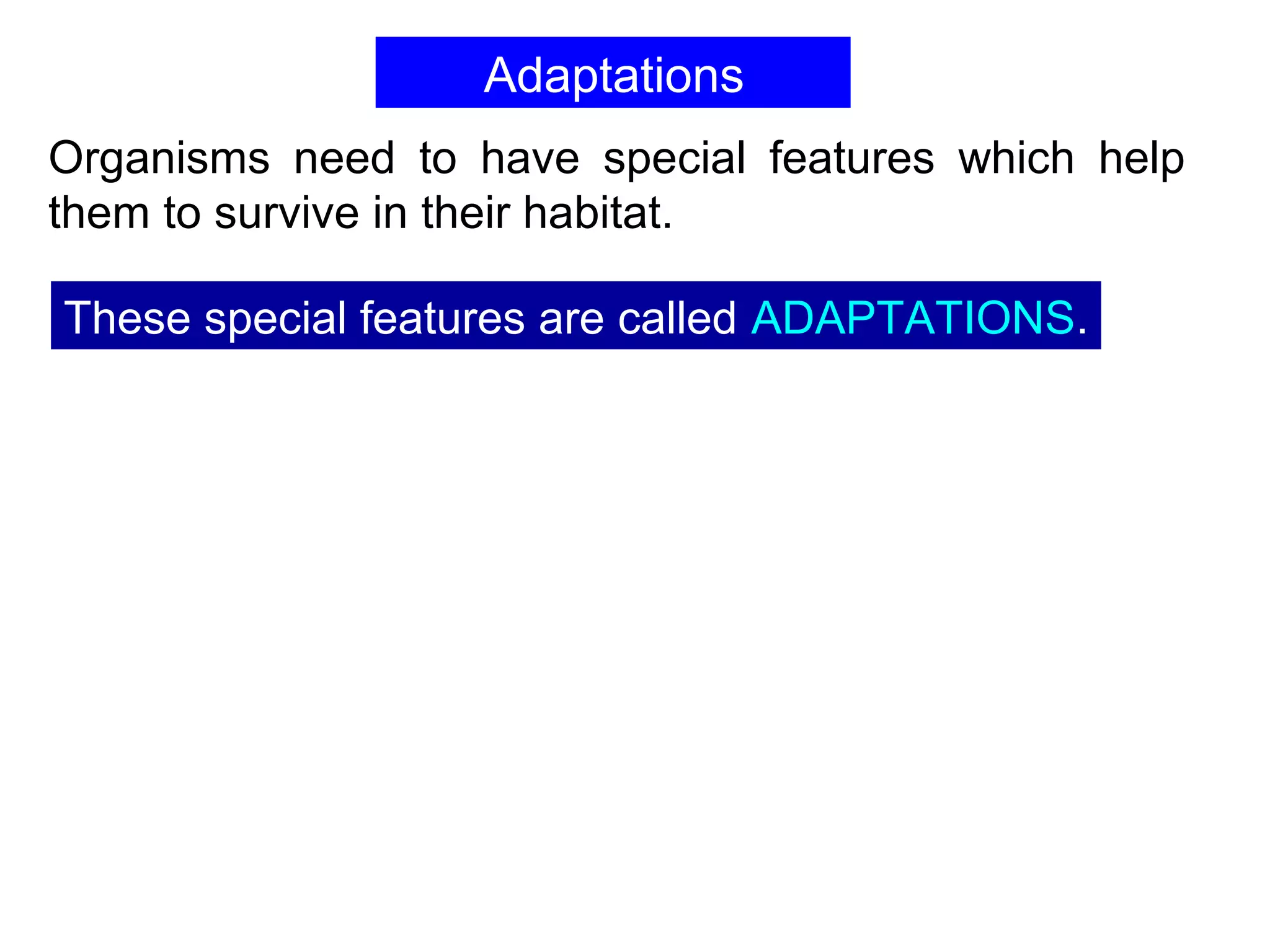 Lesson 4 adaptations | PPT