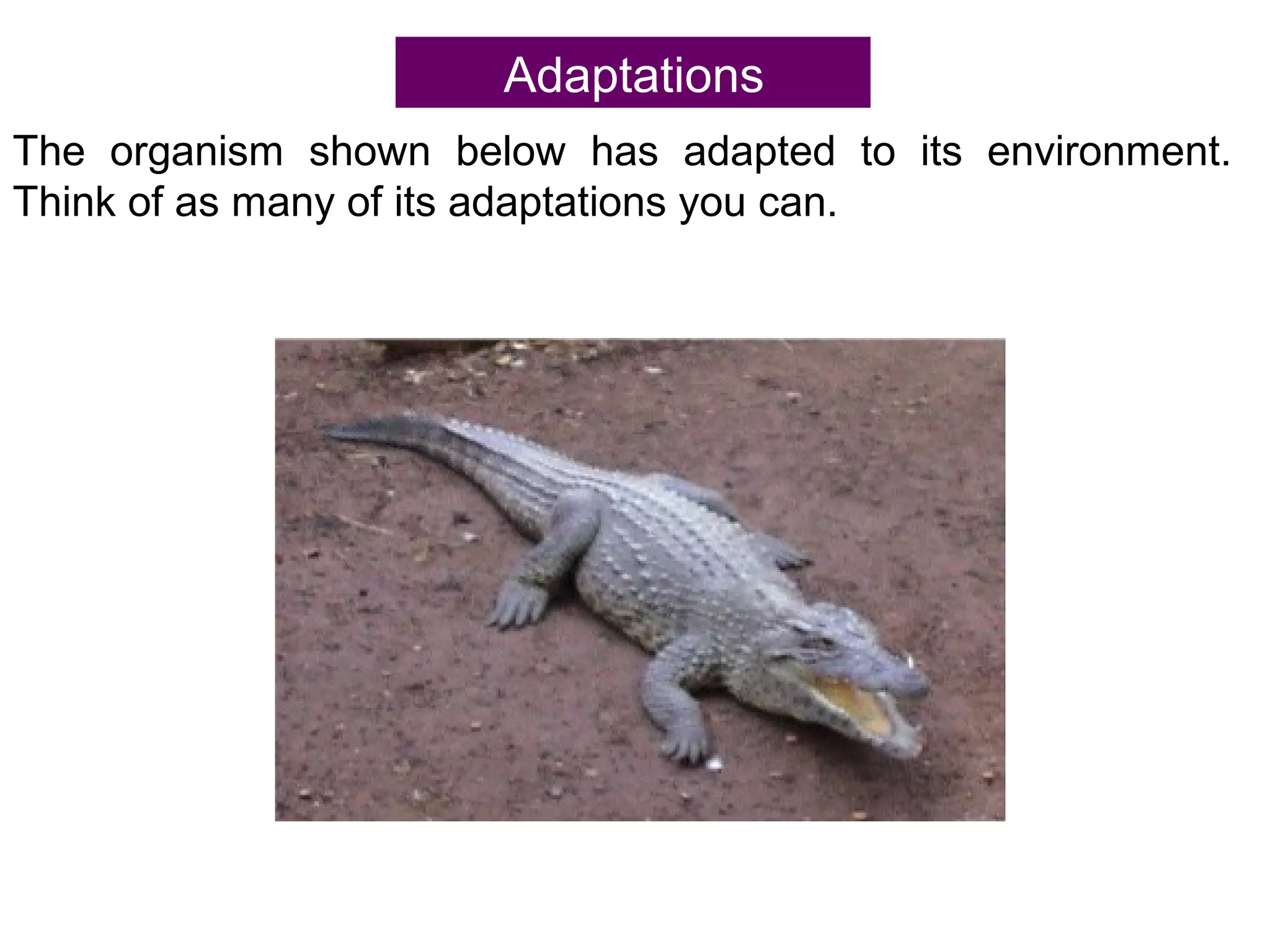 Lesson 4 adaptations | PPT | Geography | Science