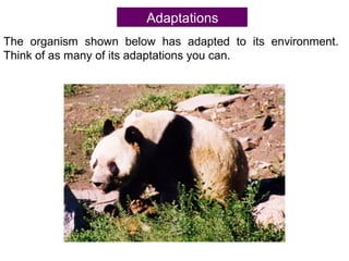 Lesson 4 adaptations | PPT | Geography | Science