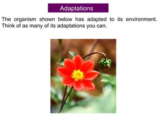 Lesson 4 adaptations | PPT | Geography | Science