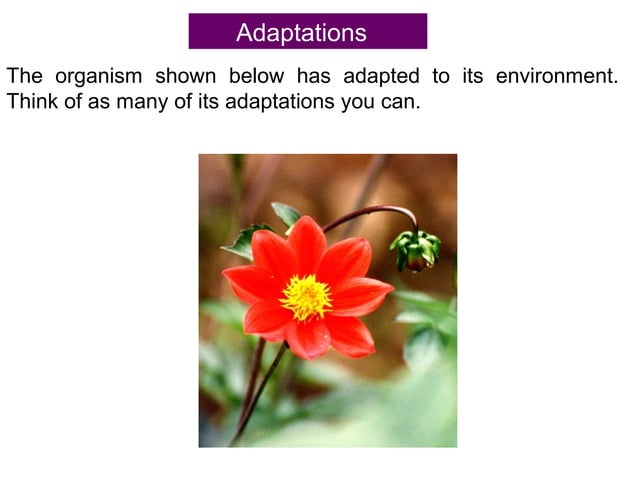 Lesson 4 adaptations | PPT | Geography | Science