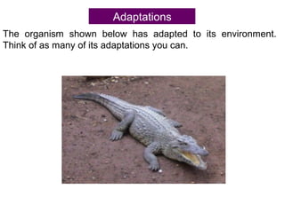 Lesson 4 adaptations | PPT | Geography | Science