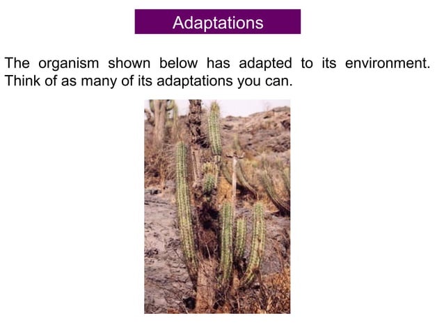 Lesson 4 adaptations | PPT | Geography | Science