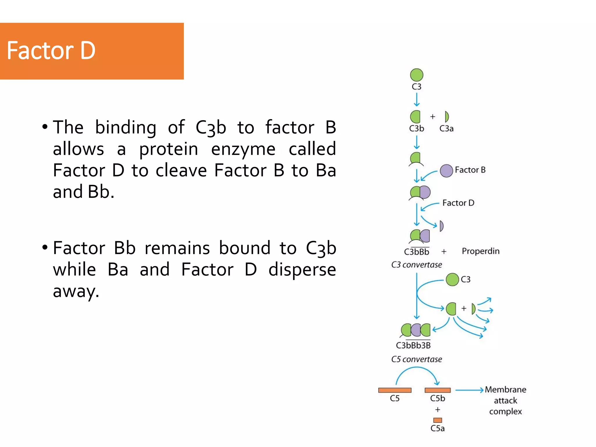 L4 Complement System.pdf
