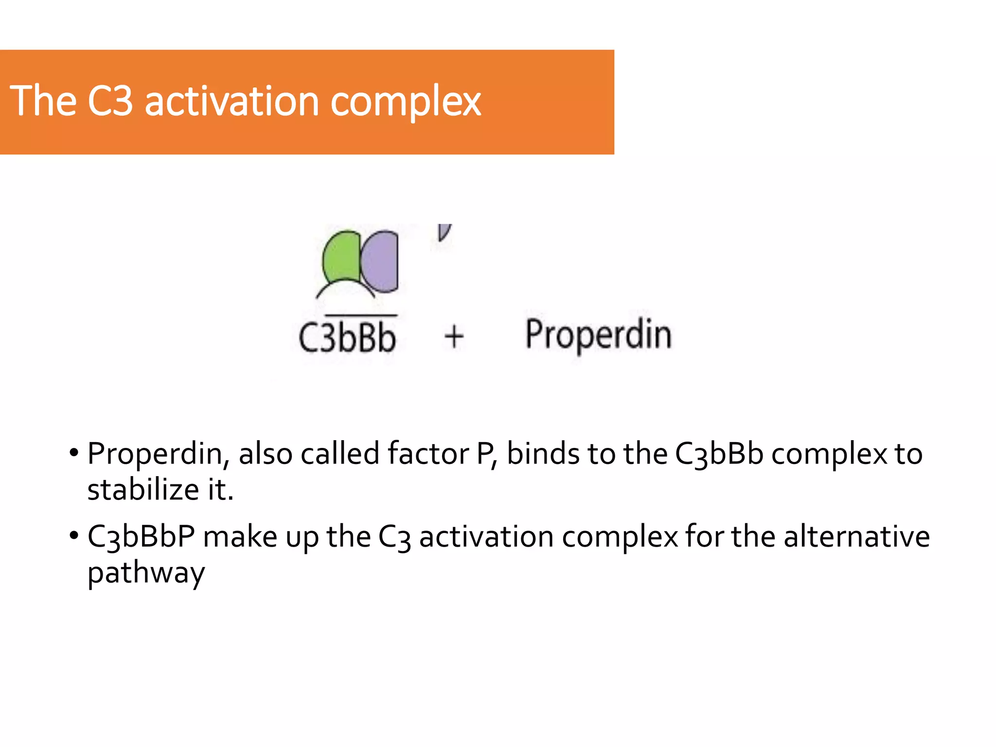L4 Complement System.pdf