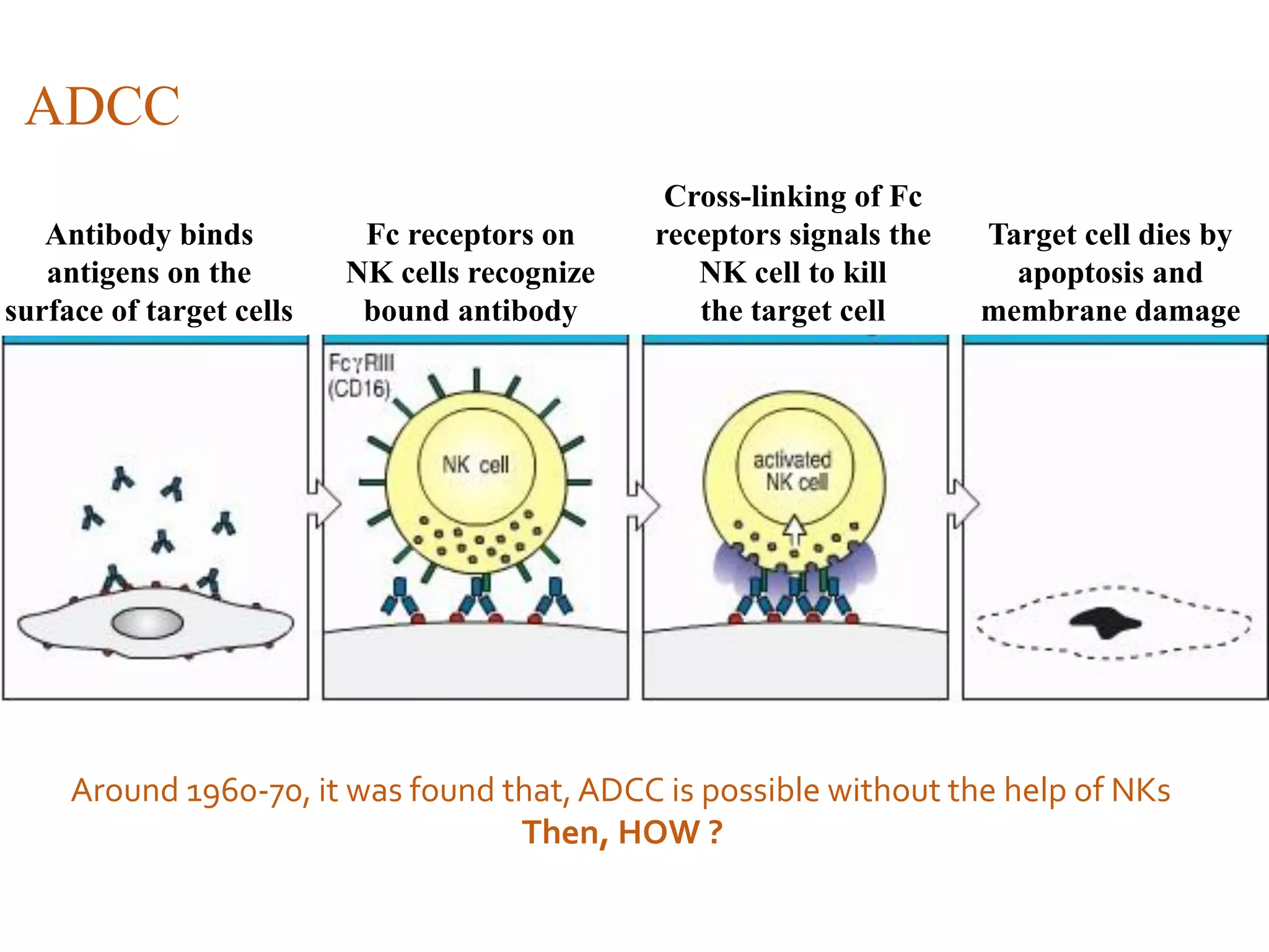 L4 Complement System.pdf