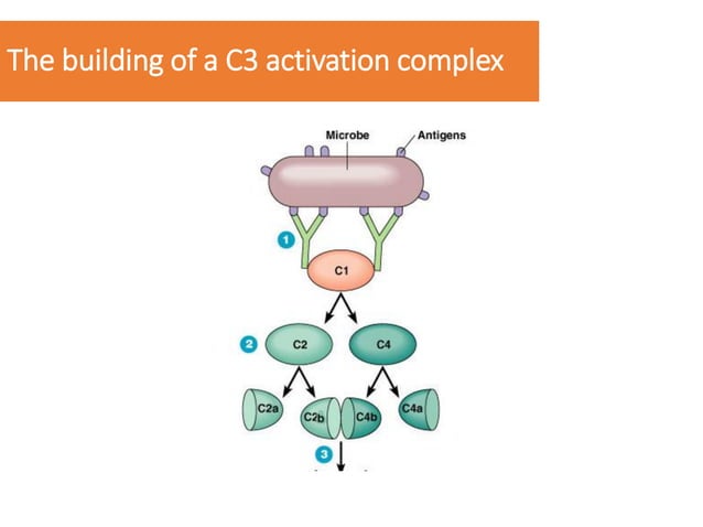 L4 Complement System.pdf