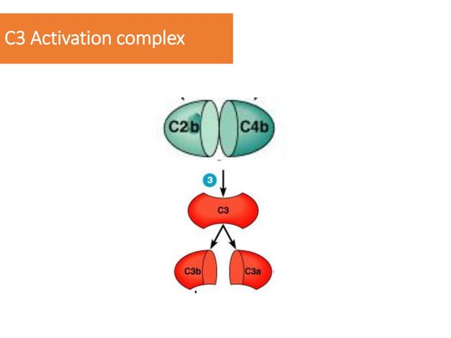 L4 Complement System.pdf
