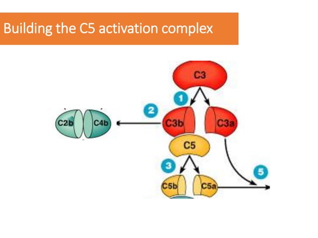 L4 Complement System.pdf | Free Download