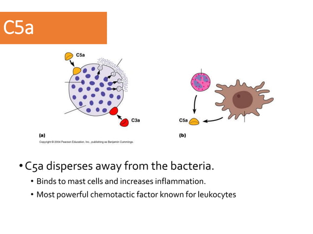 L4 Complement System.pdf