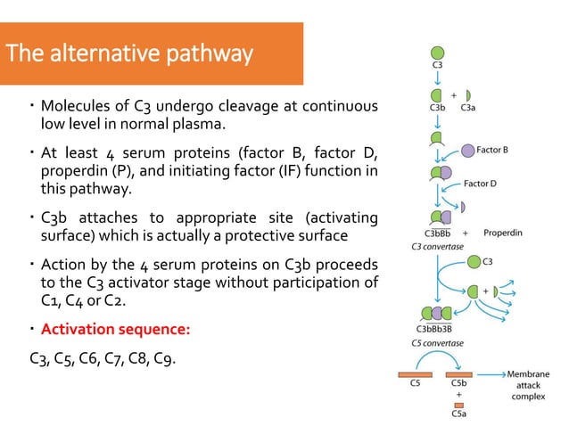 L4 Complement System.pdf