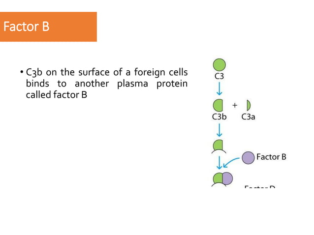 L4 Complement System.pdf