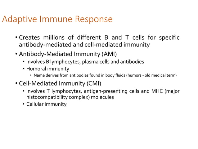 L4 Complement System.pdf