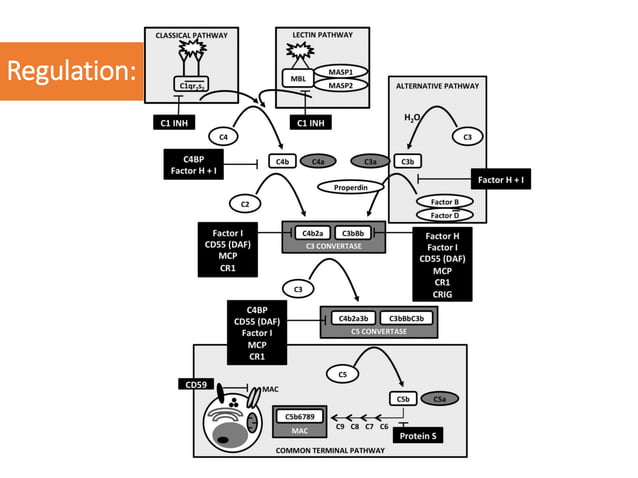 L4 Complement System.pdf | Free Download