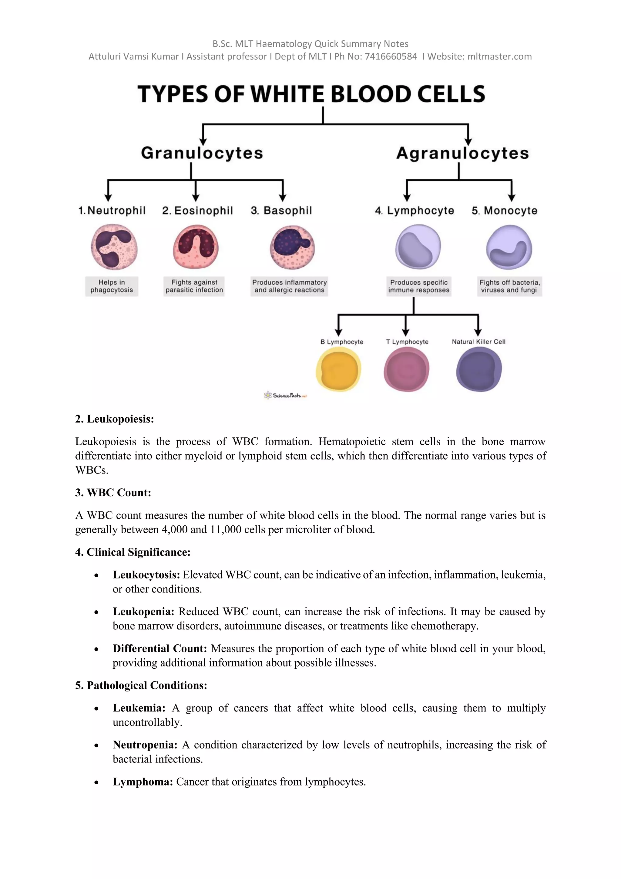 Properties of White Blood Cells | PDF