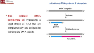 L4, DNA replication_a179de3d3c6fcb468dc8f45c9a87334f.pdf