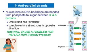 L4, DNA replication_a179de3d3c6fcb468dc8f45c9a87334f.pdf