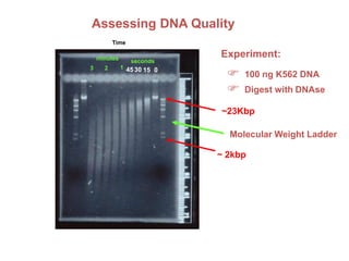 Gel electrophoresis.ppt