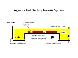 Gel electrophoresis.ppt