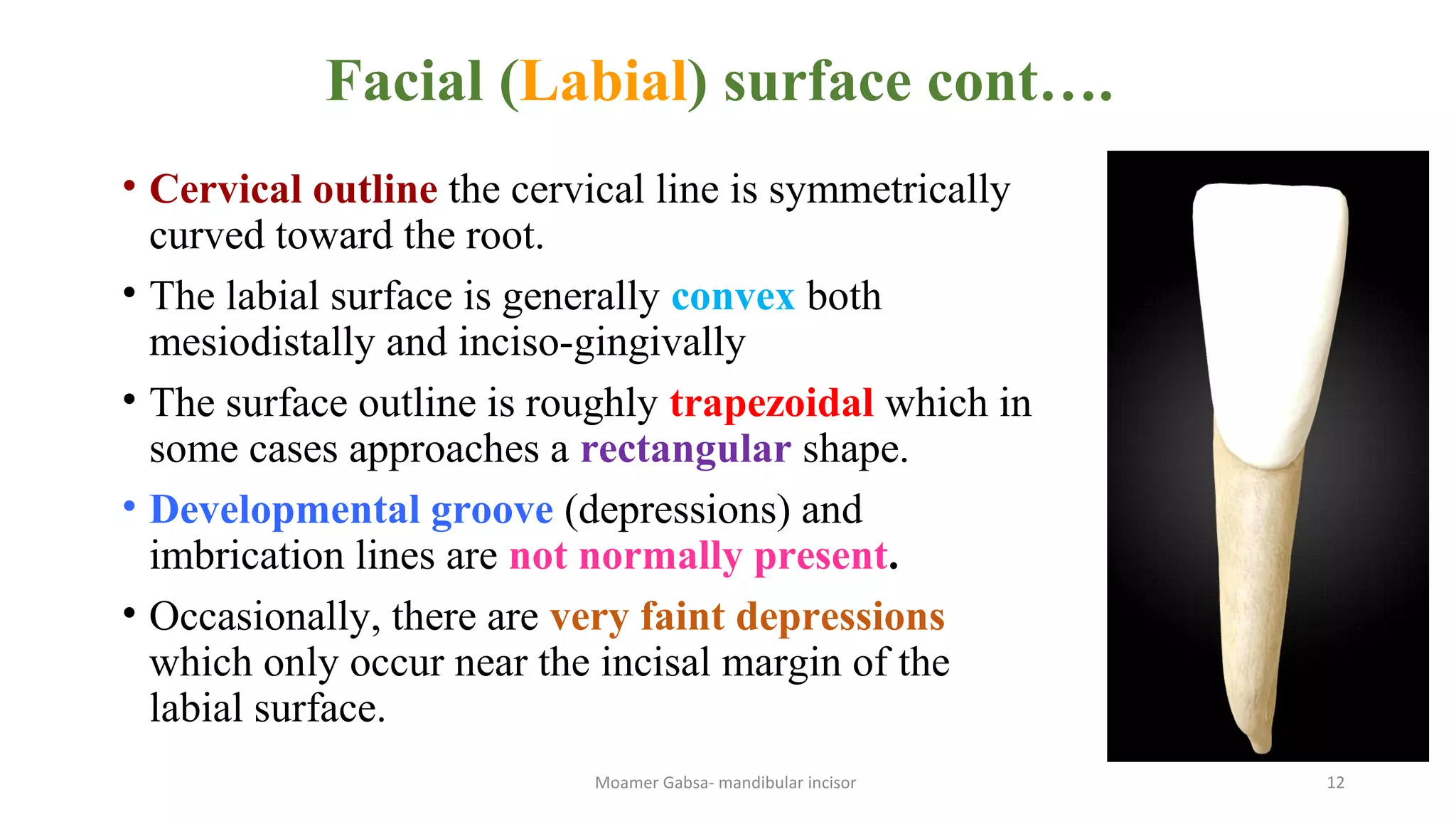 Morphology of mandibular incisors | PPT