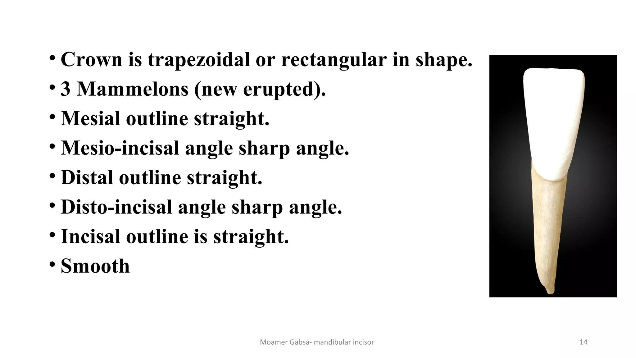 Morphology of mandibular incisors | PPT