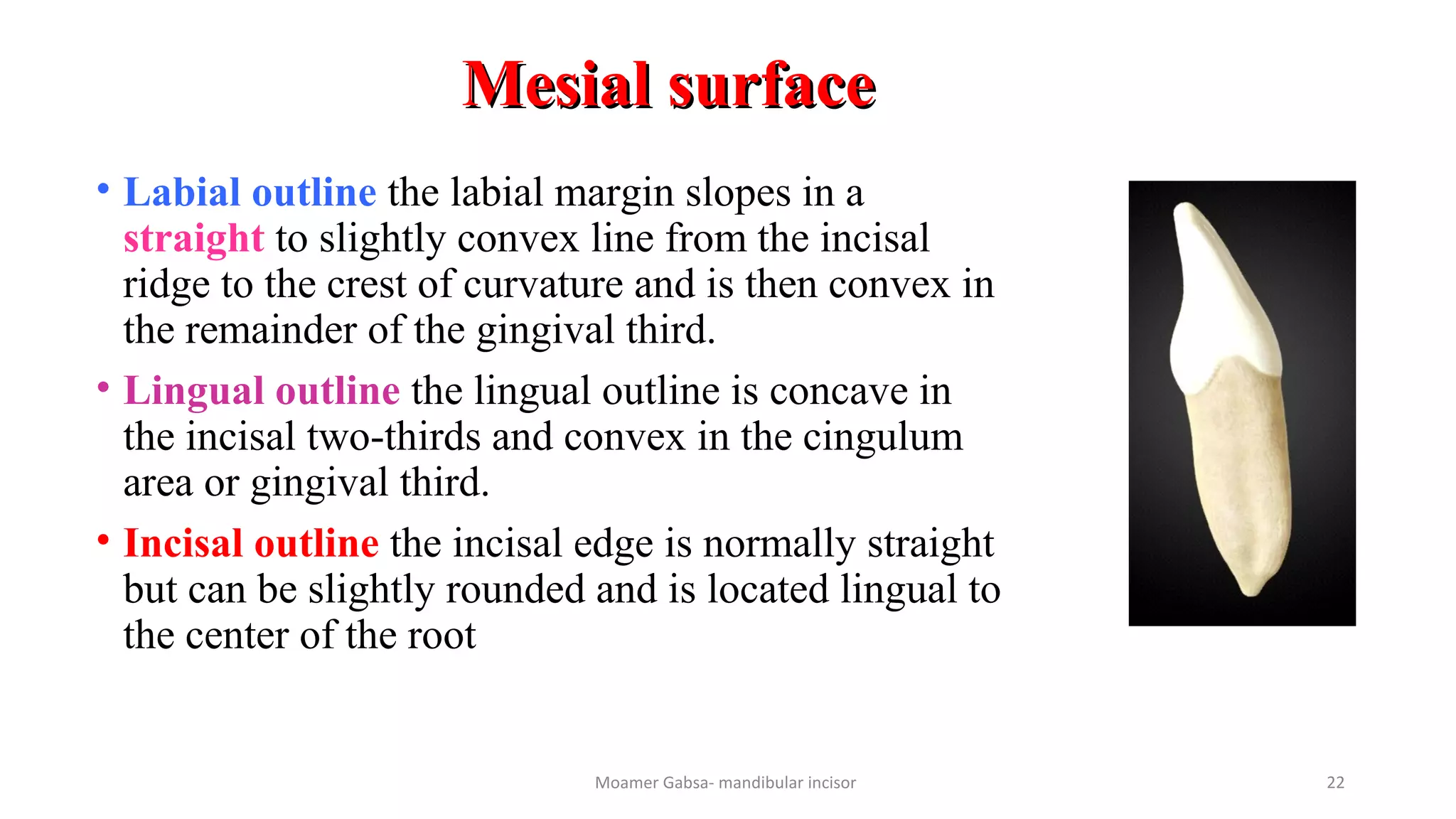 Morphology of mandibular incisors | PPT