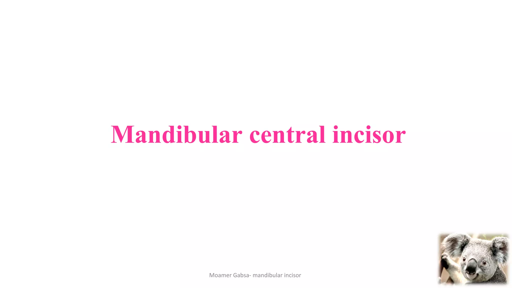 Morphology of mandibular incisors | PPT