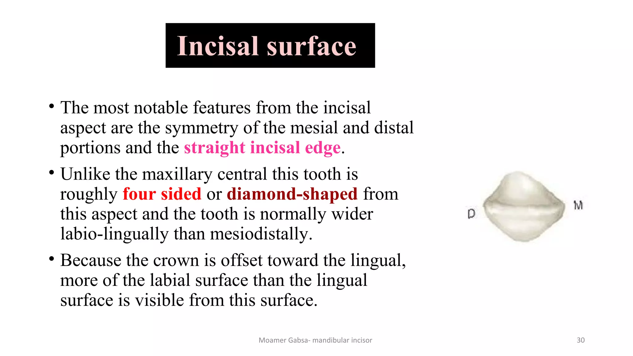 Morphology of mandibular incisors | PPT