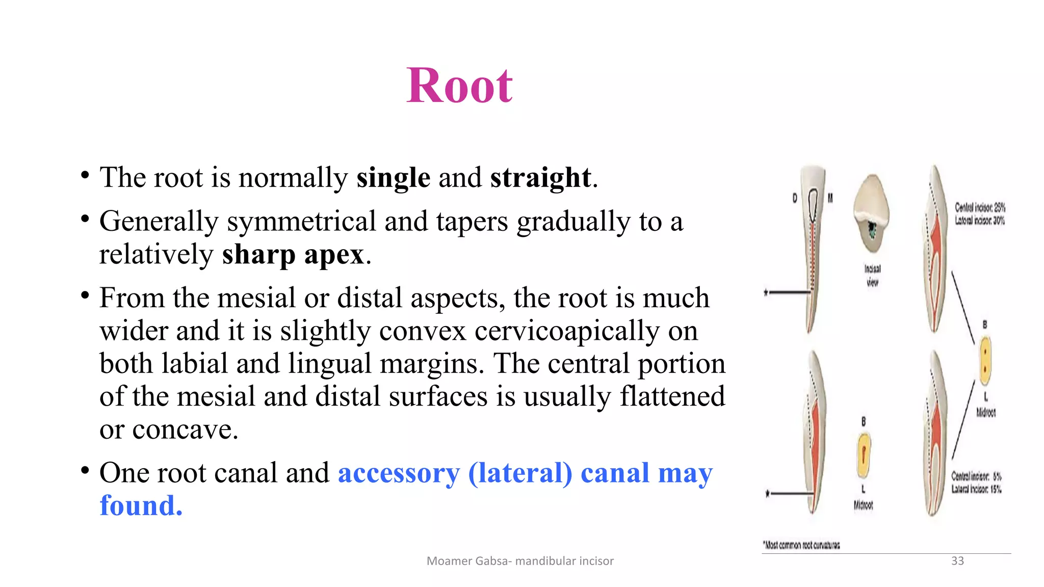 Morphology of mandibular incisors | PPT