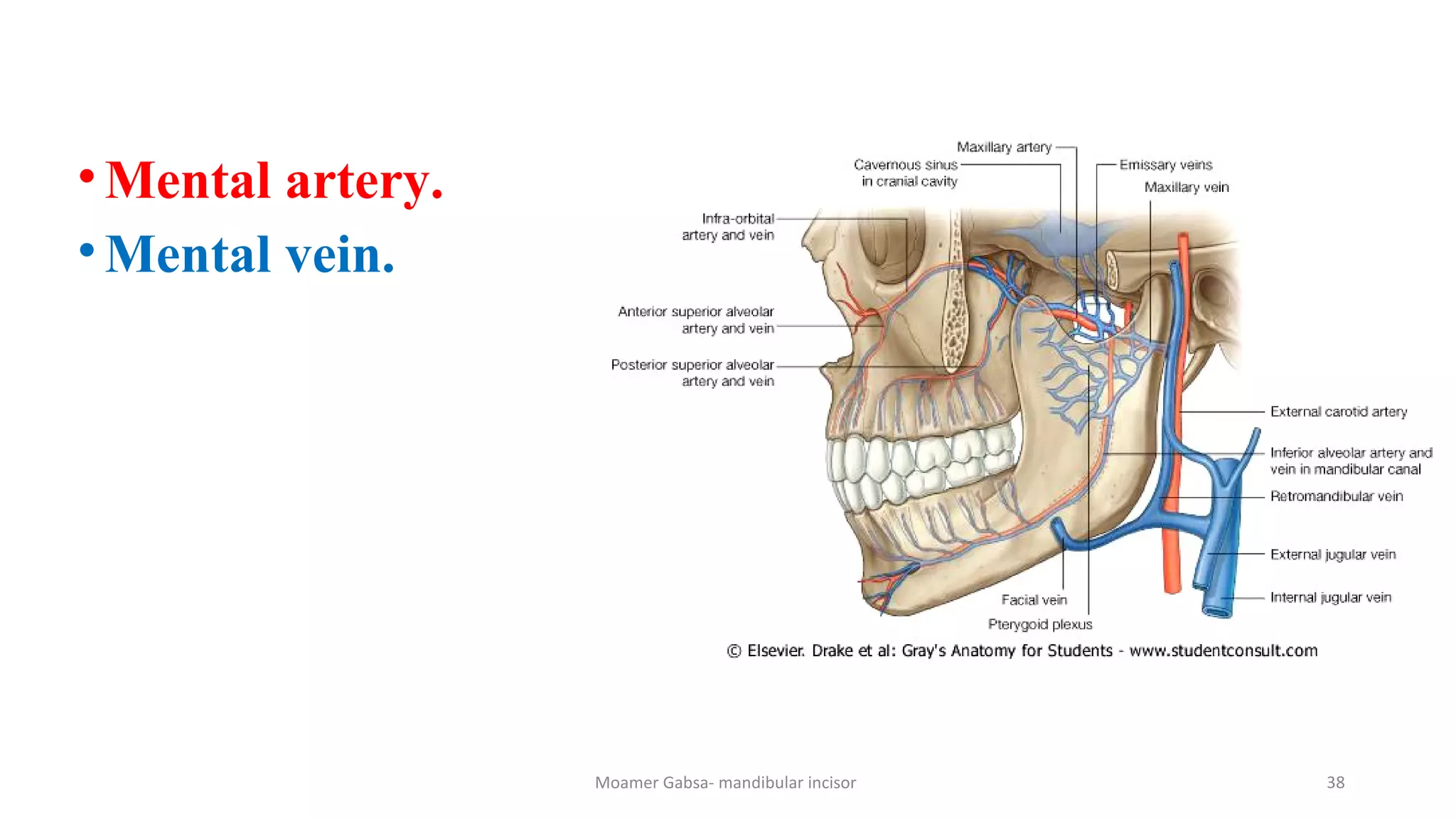 Morphology of mandibular incisors | PPT