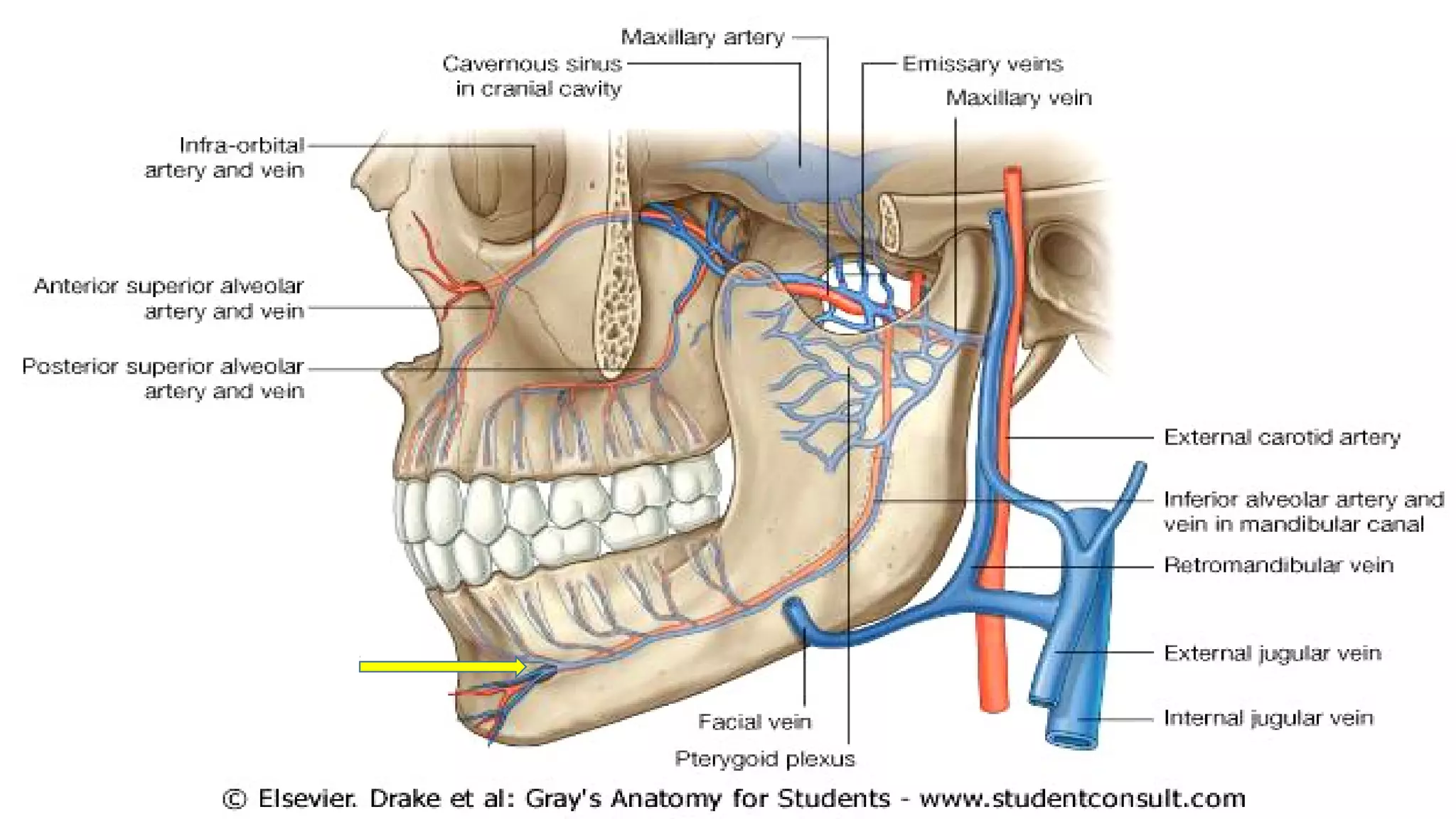 Morphology of mandibular incisors | PPT