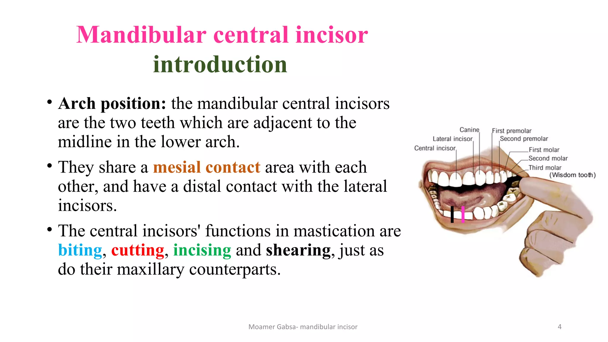 Morphology of mandibular incisors | PPT